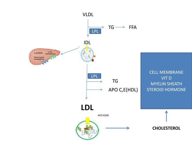 Lipoprotein metabolism, | PPTX