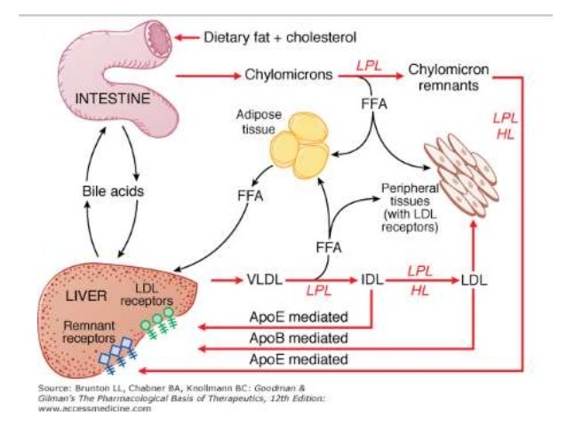 Lipoprotein metabolism,