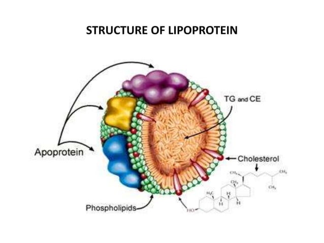 Lipoprotein | PPTX | Chemistry | Science