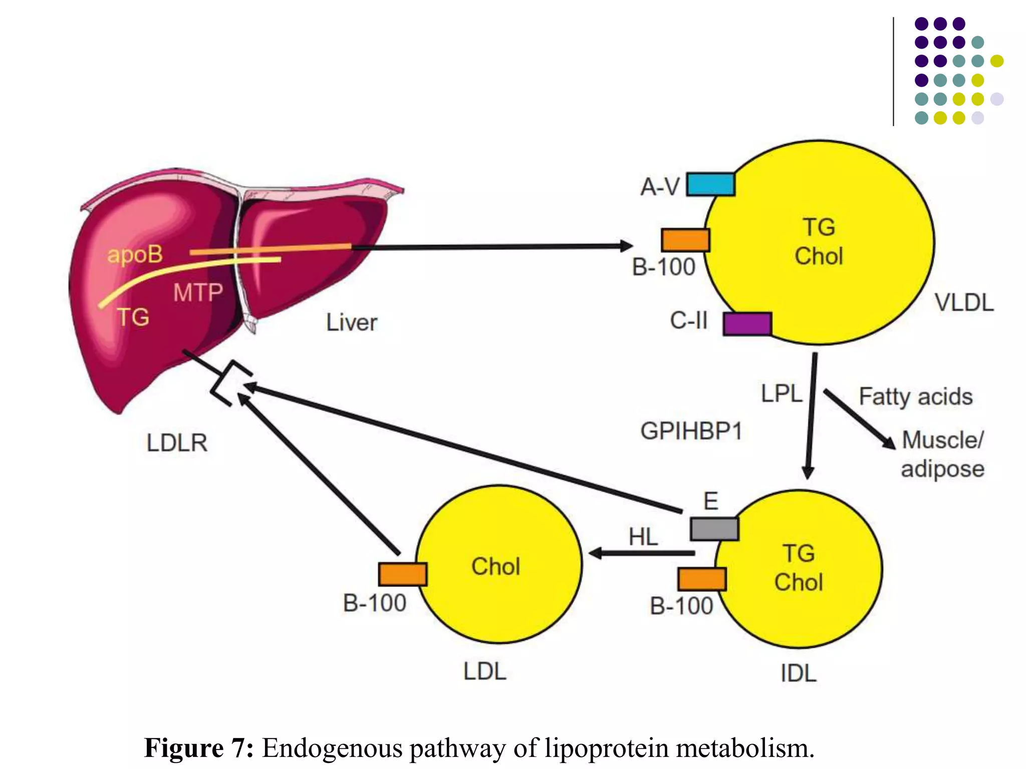 Lipoproteins | PPT