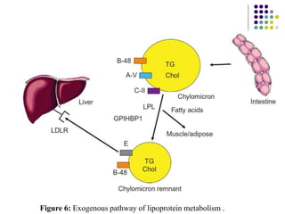 Lipoproteins | PPT