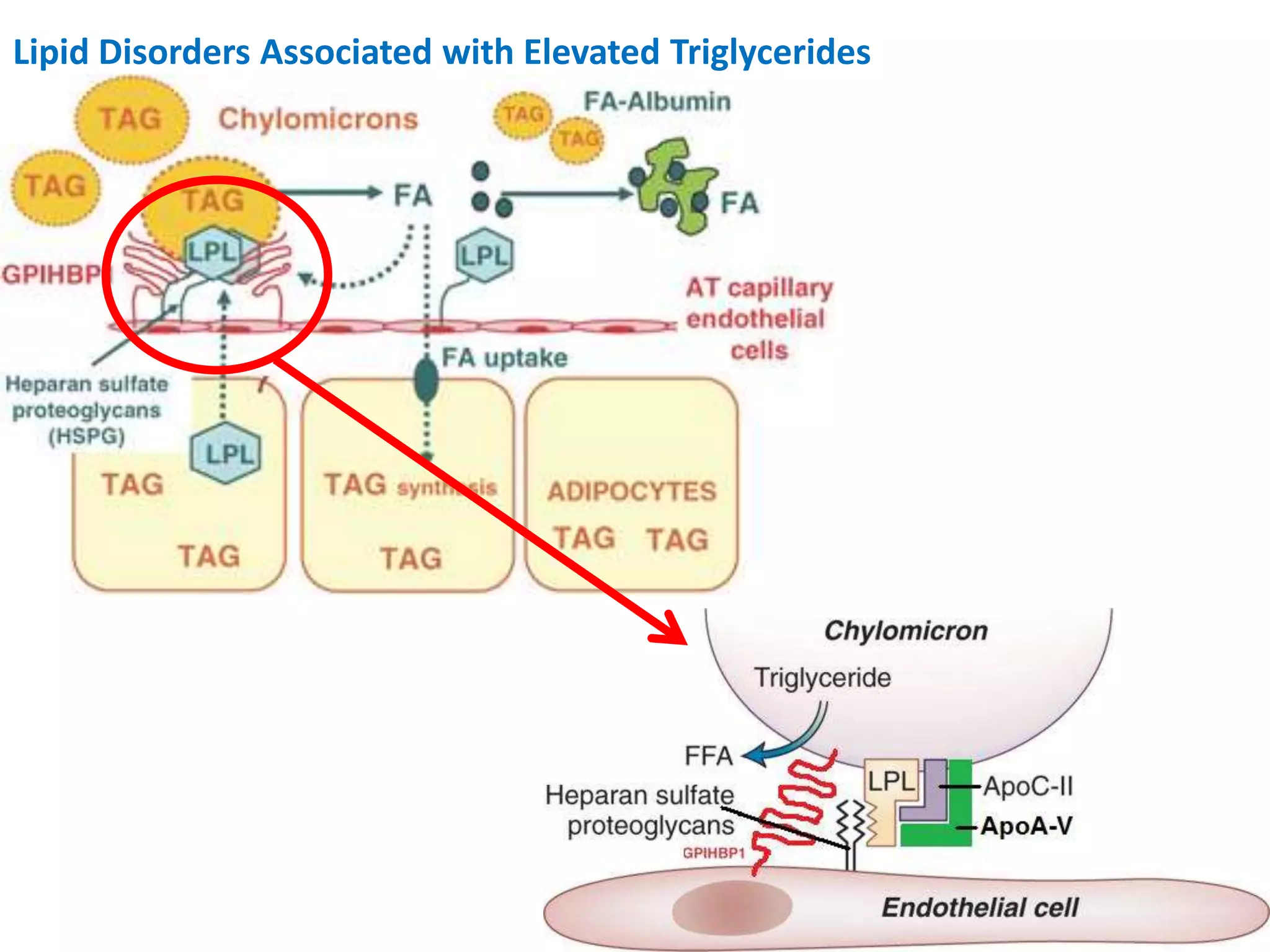 Disorders of Lipoprotein Metabolism | PPTX