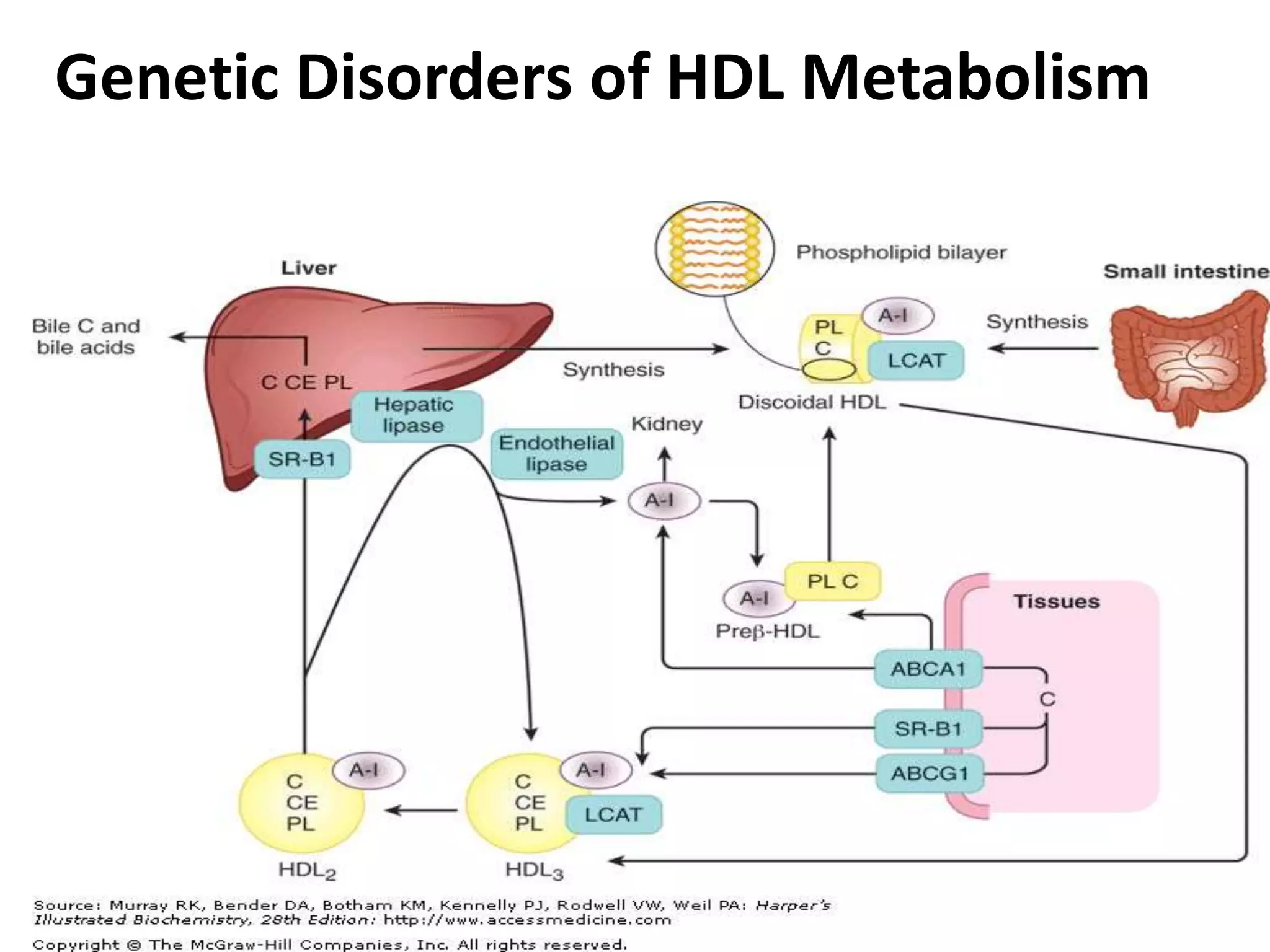 Disorders of Lipoprotein Metabolism | PPTX