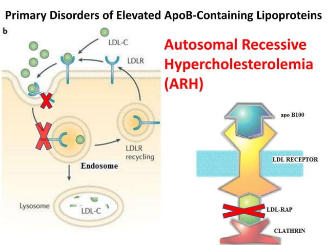 Disorders of Lipoprotein Metabolism | PPTX | Endocrine and Metabolic ...