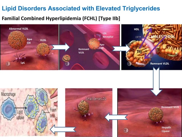 Disorders of Lipoprotein Metabolism | PPTX | Endocrine and Metabolic ...