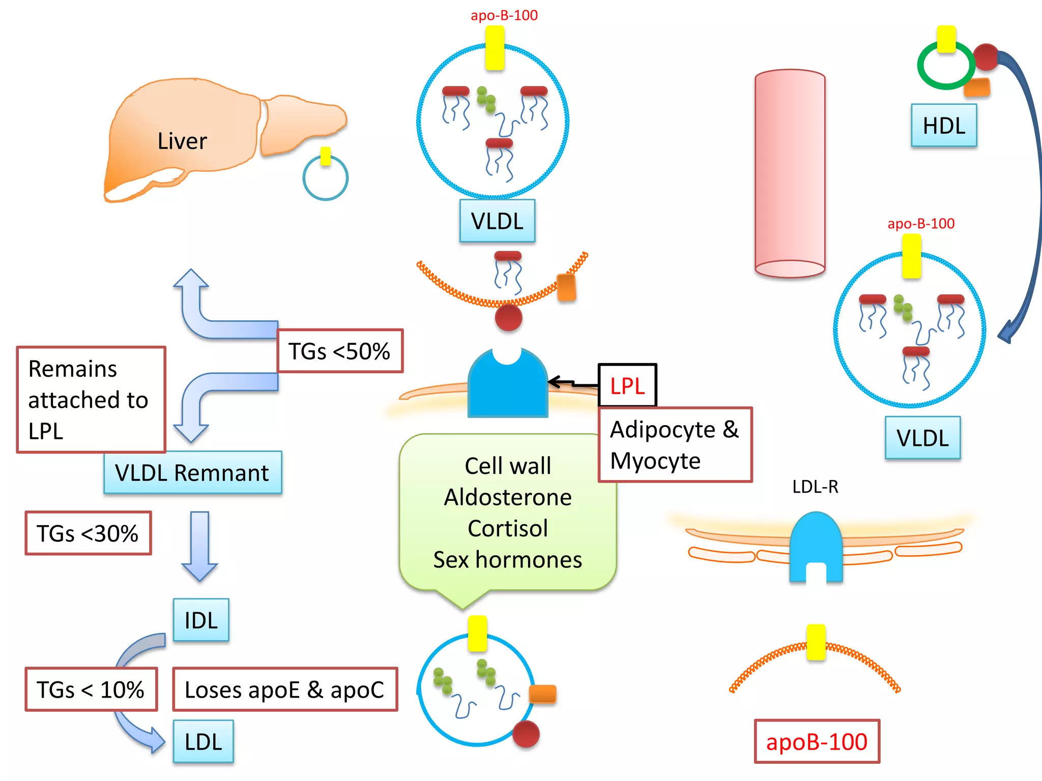 Lipoprotein metabolism, Shariq | PPTX