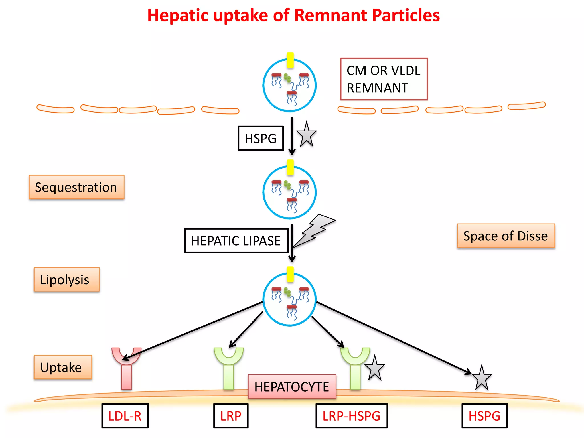 Lipoprotein metabolism, Shariq | PPTX