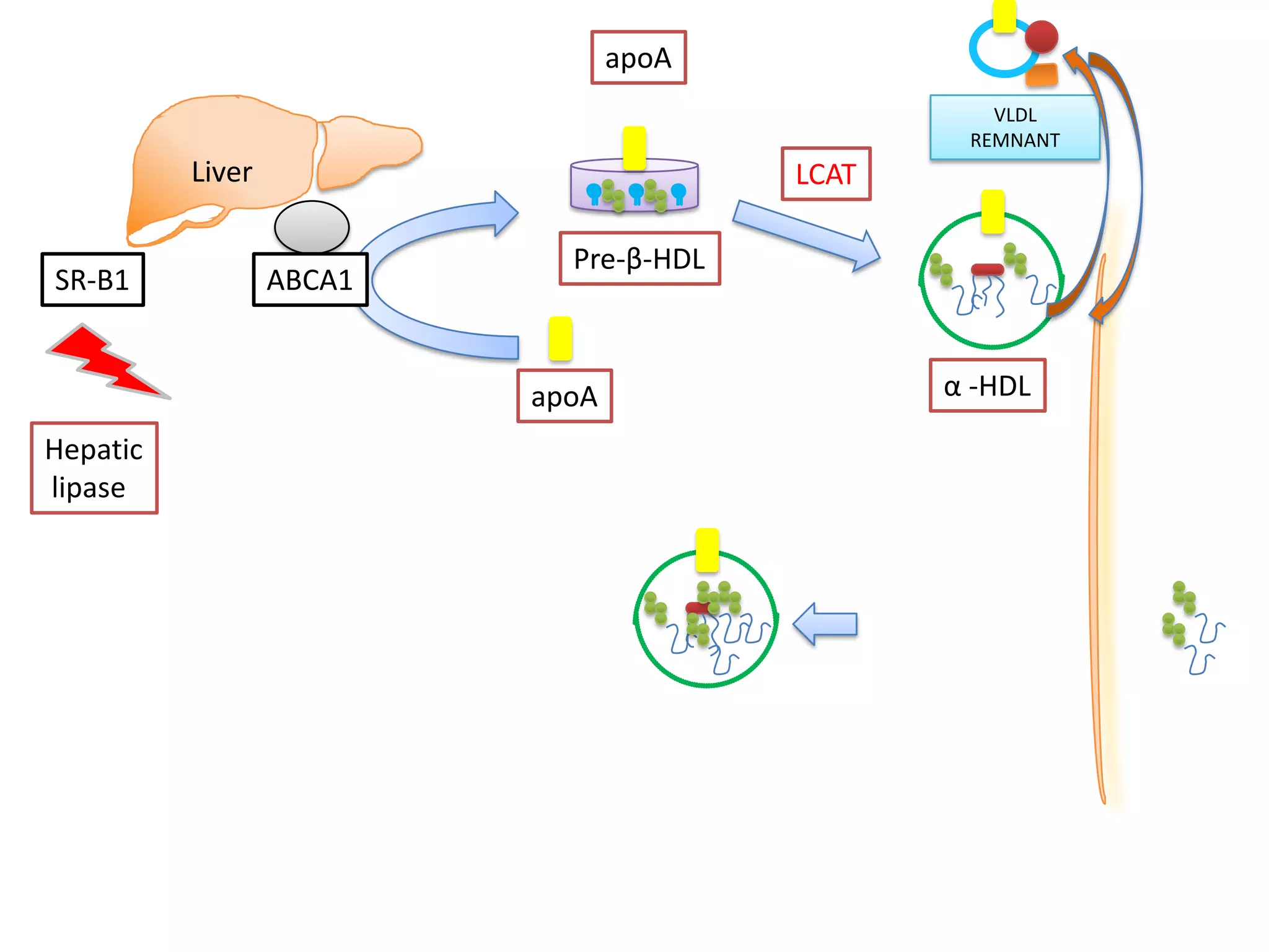 Lipoprotein metabolism, Shariq | PPTX