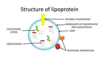 Lipoprotein metabolism, Shariq | PPTX