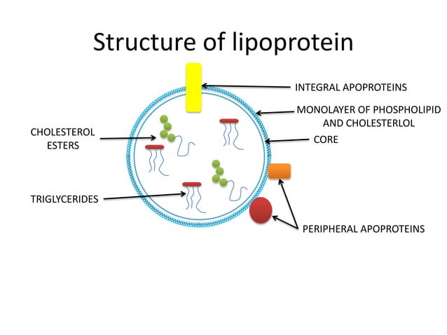 Lipoprotein metabolism, Shariq | PPTX