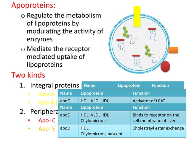 Lipoprotein metabolism, Shariq | PPTX