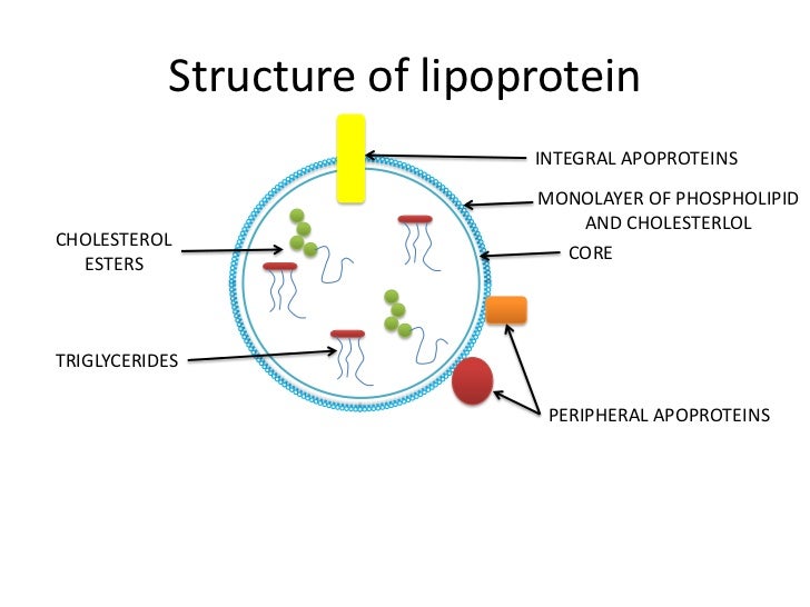 Lipoprotein metabolism, Shariq