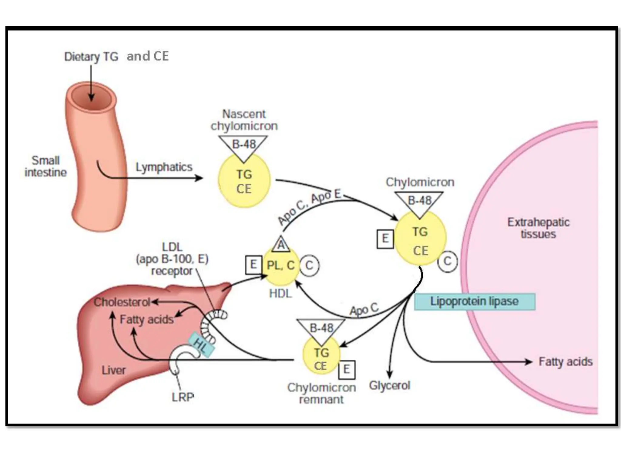 lipoprotein metabolism.pptx HDL METABOLISM, LDL METABOLIS, VLDL ...