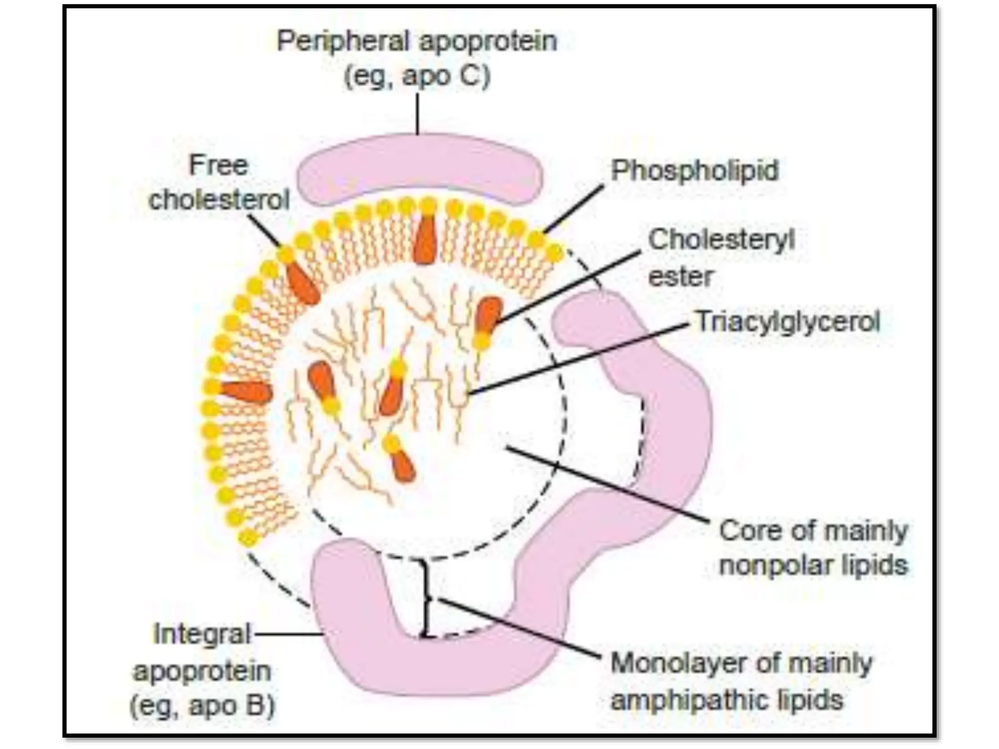 lipoprotein metabolism.pptx HDL METABOLISM, LDL METABOLIS, VLDL ...