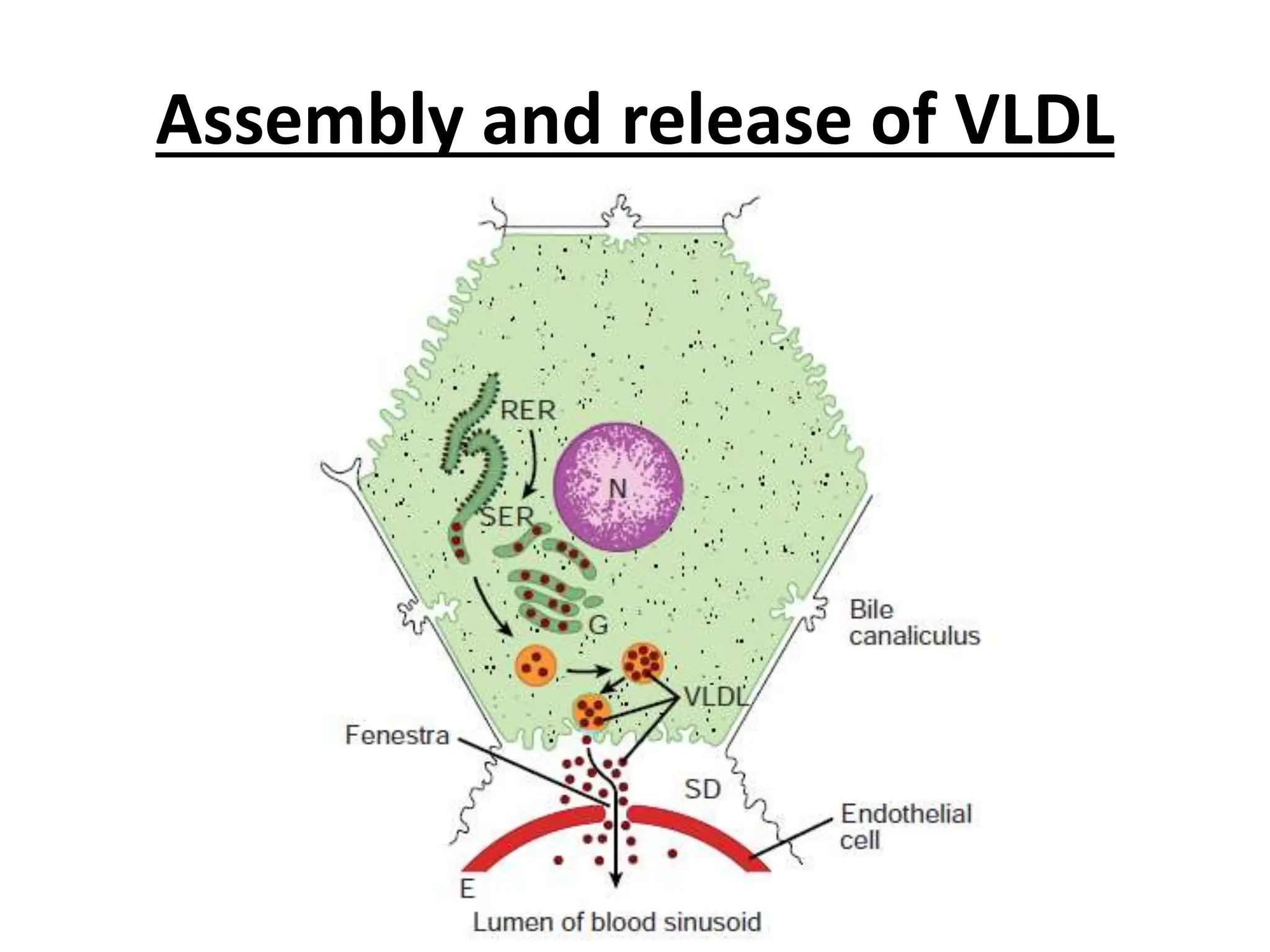 lipoprotein metabolism.pptx HDL METABOLISM, LDL METABOLIS, VLDL ...