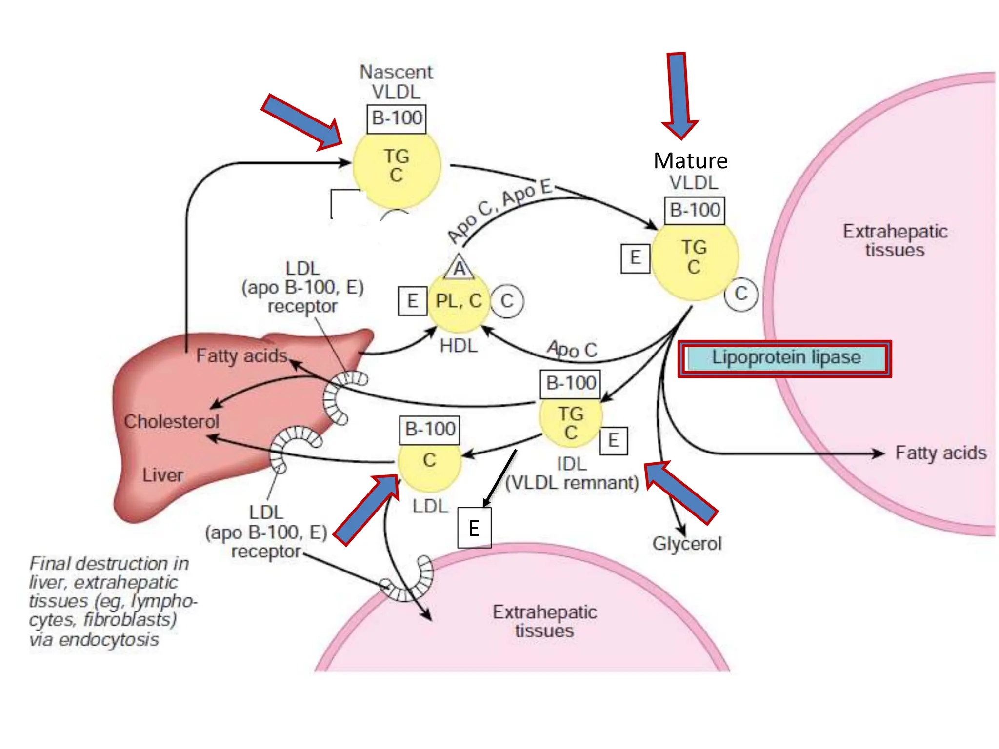 lipoprotein metabolism.pptx HDL METABOLISM, LDL METABOLIS, VLDL ...