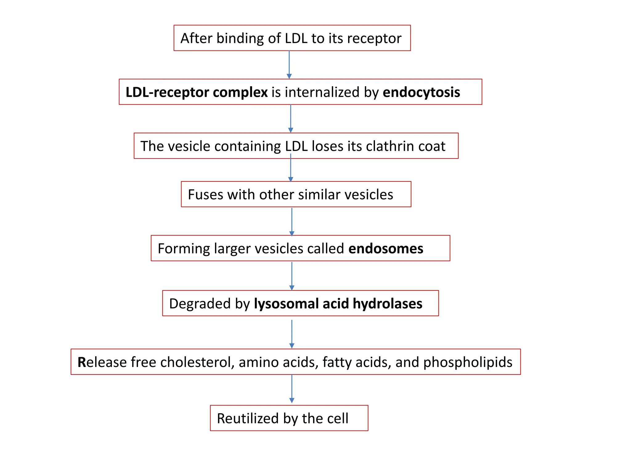 lipoprotein metabolism.pptx HDL METABOLISM, LDL METABOLIS, VLDL ...