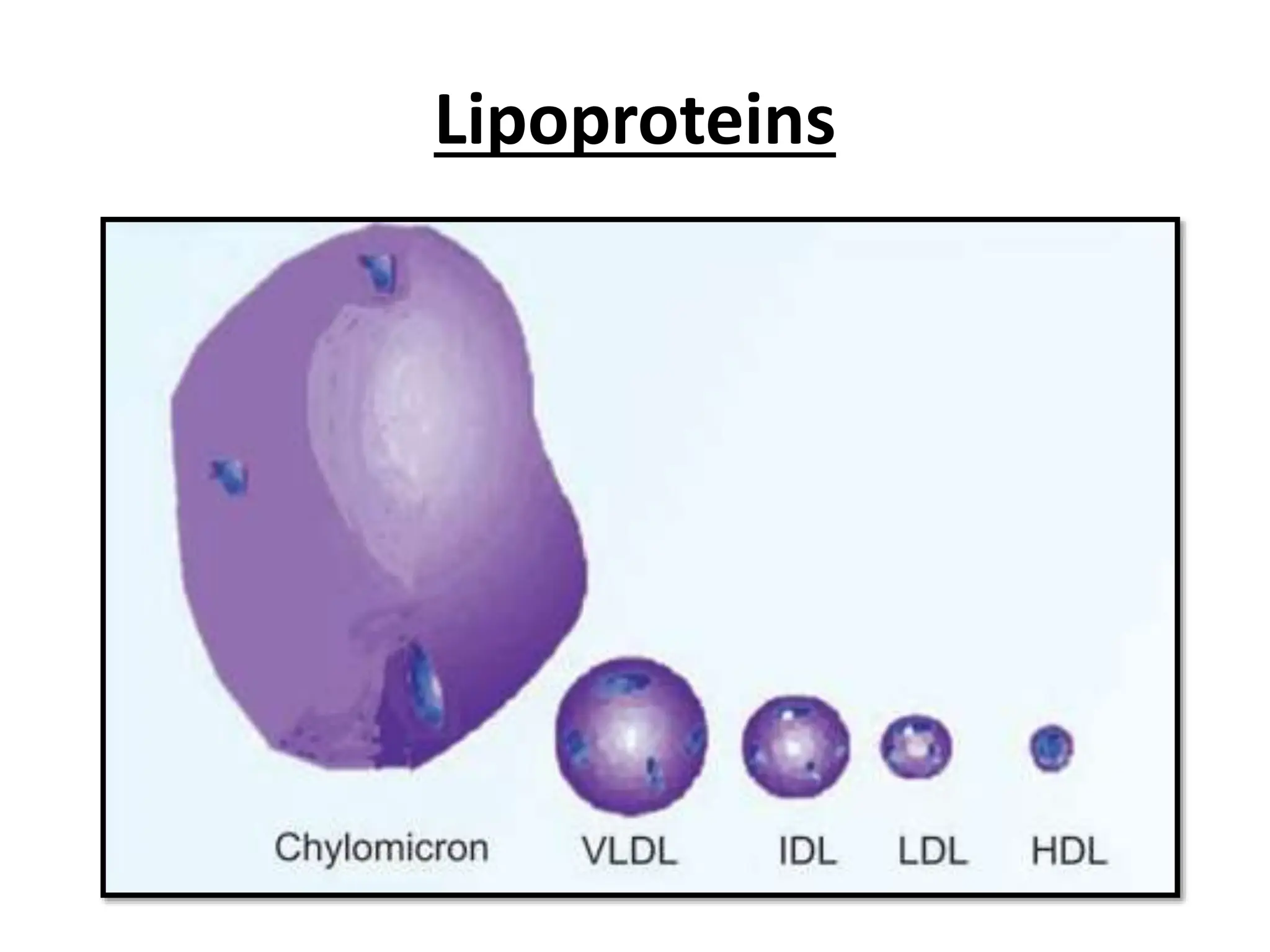 lipoprotein metabolism.pptx HDL METABOLISM, LDL METABOLIS, VLDL ...