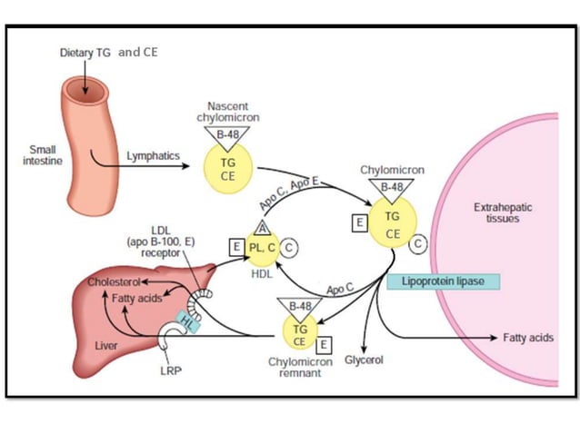 Lipoprotein Metabolismpptx Hdl Metabolism Ldl Metabolis Vldl Metabolis Chylomicron