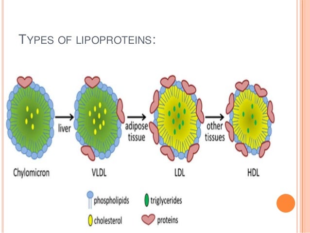 Lipoproteins