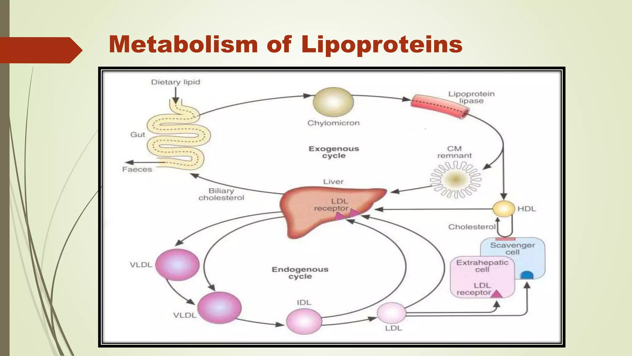 Lipoproteins Metabolism Pptx Blood Disorders Diseases And Conditions