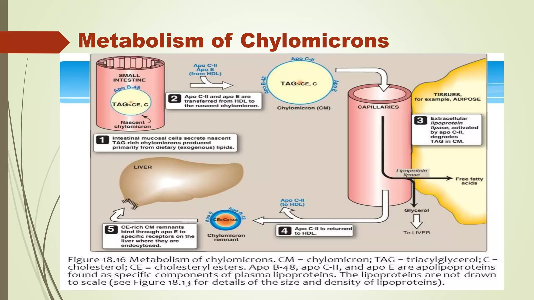 Lipoproteins Metabolism | PPTX