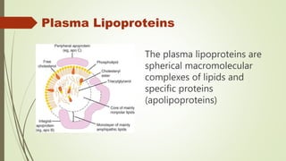 Lipoproteins Metabolism | PPTX