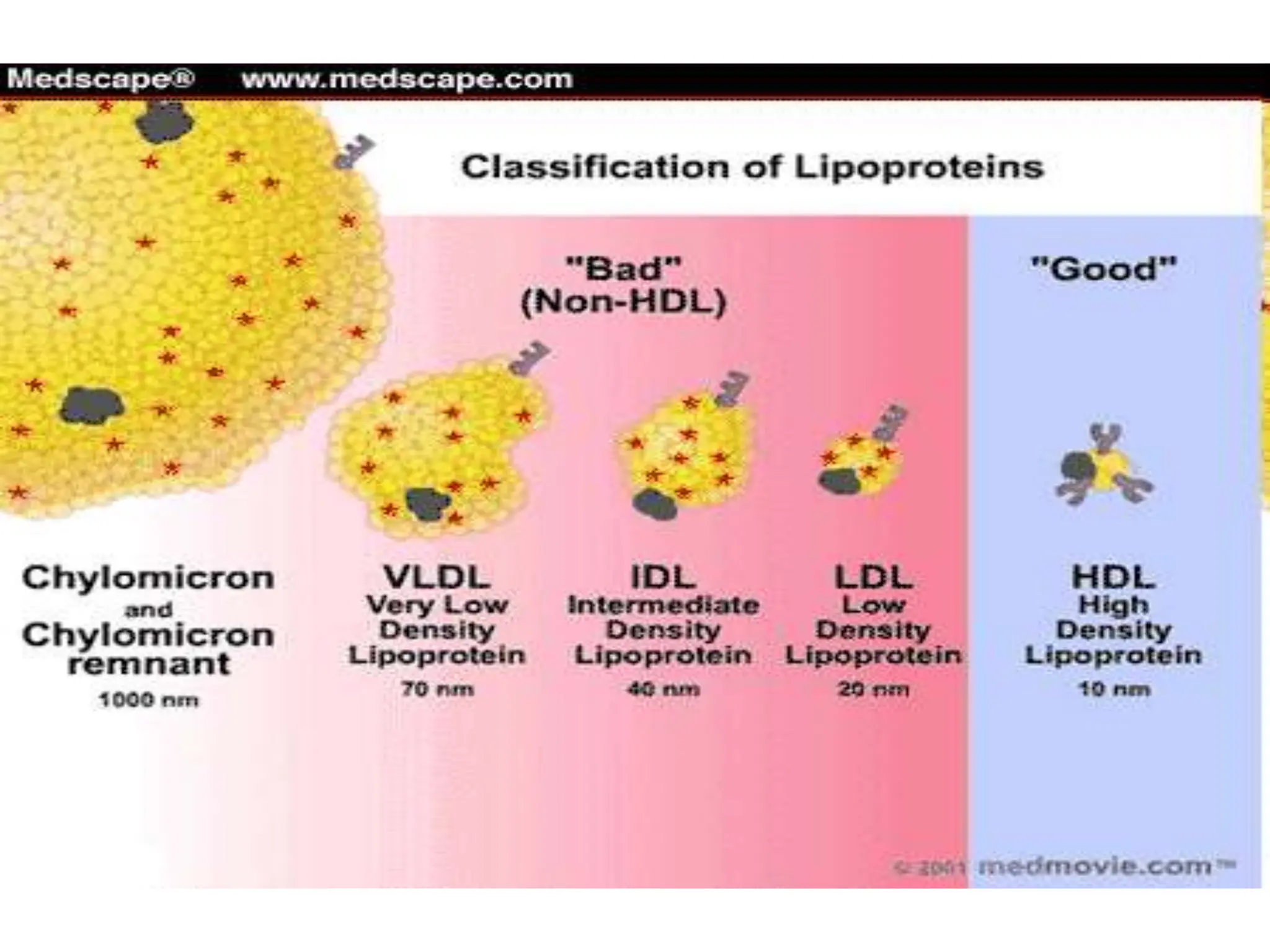 lipoproteins types and classication in the body and role of them in ...