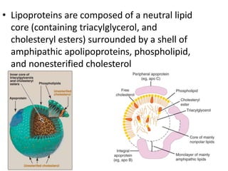 lipoproteins types and classication in the body and role of them in ...
