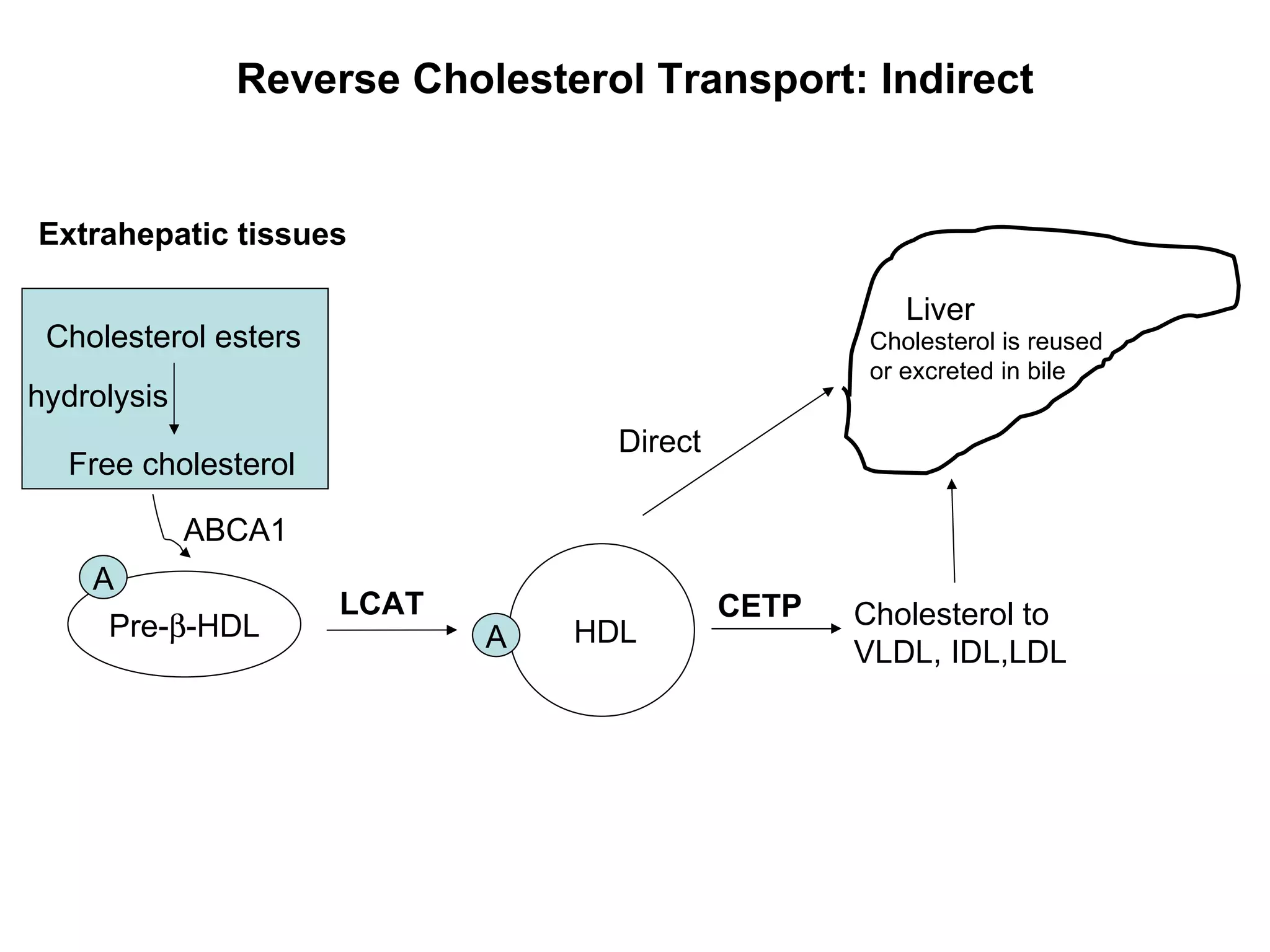 Lipoproteinat | PPT