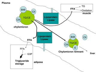 Lipoproteinat | PPT