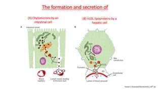 Lipoproteins I 19-2-2021_060347.pptbbnrx | PPT