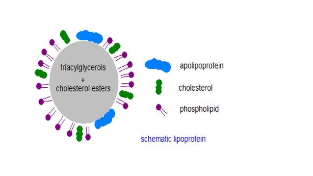 lipoproteins mbbs jsv vs sjvn jsvsb jambs | PPT