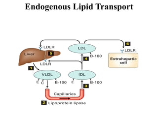 Lipoproteins metabolism lecture note .pptx