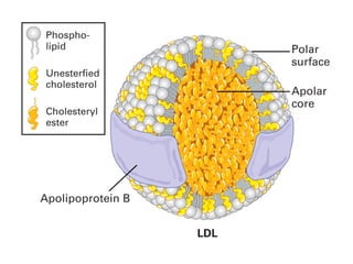 Lipoproteins metabolism lecture note .pptx
