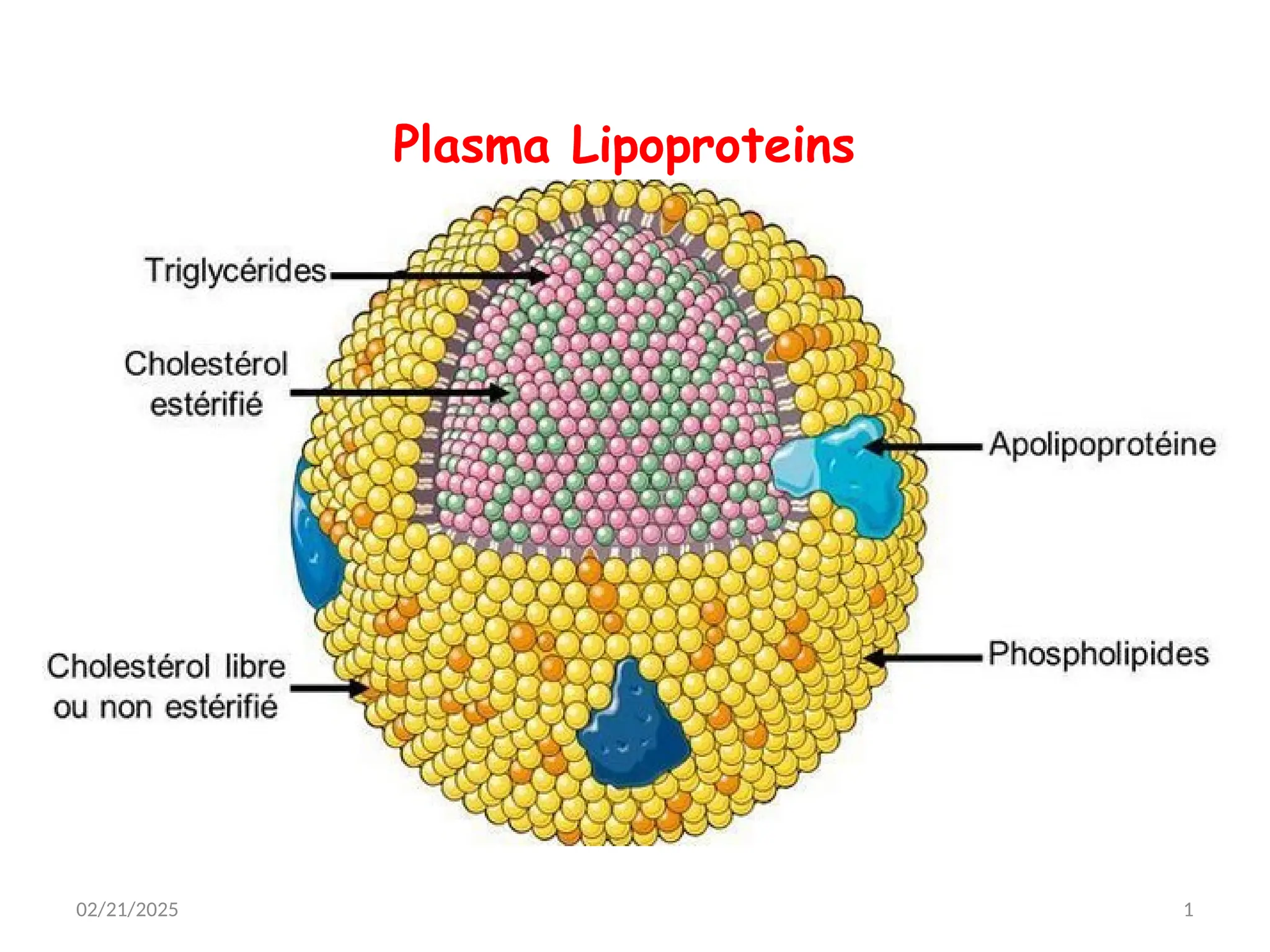 Lipoproteins metabolism.pptx biochemistry | PPTX