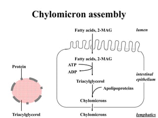Lipoproteins metabolism | PPT