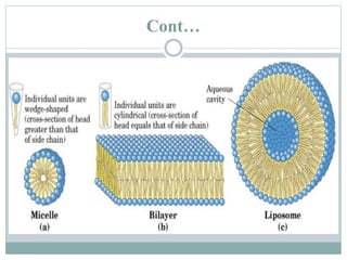 Liposomal drug delivery system | PPTX