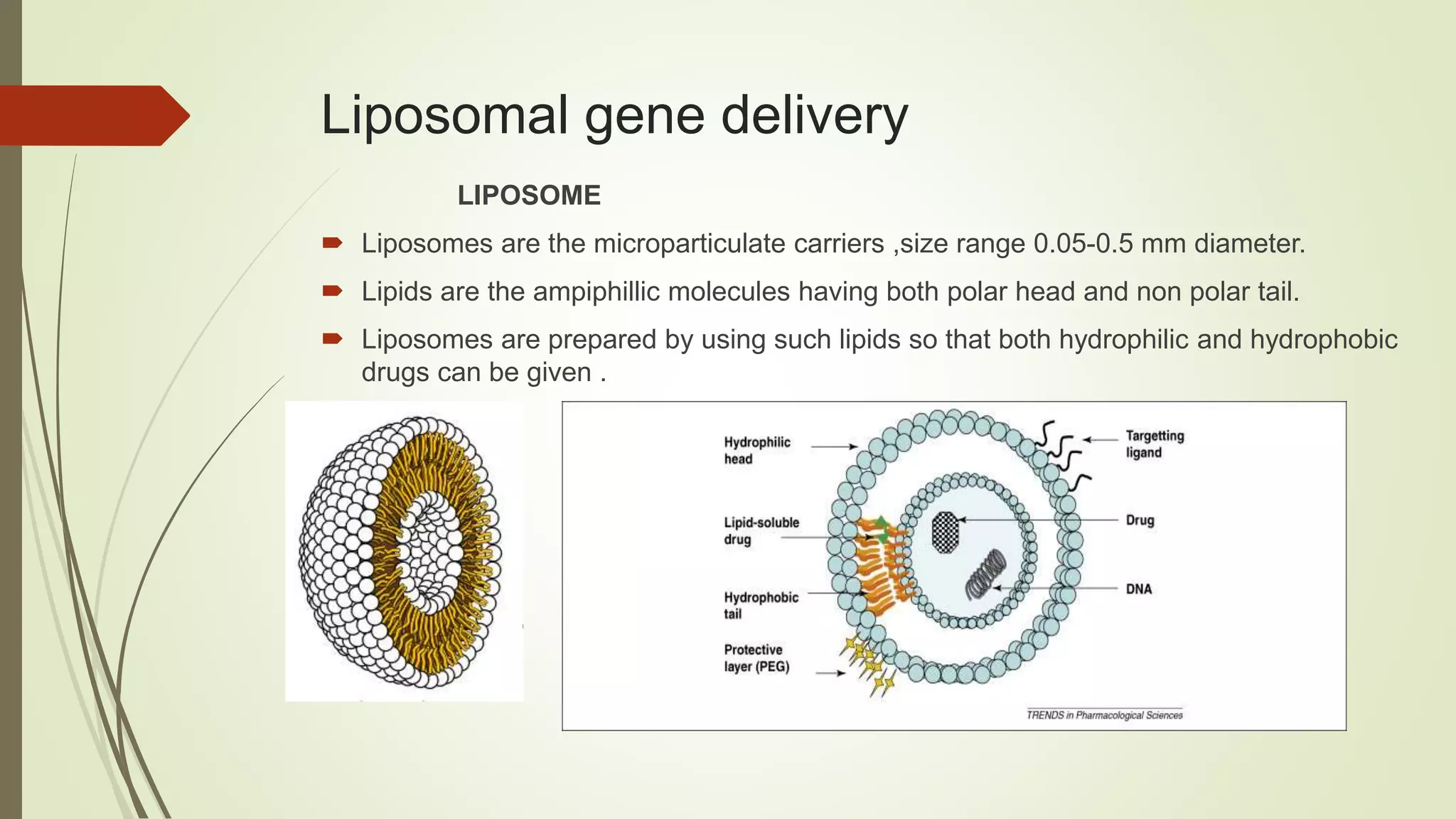 Liposomal gene delivery | PPTX