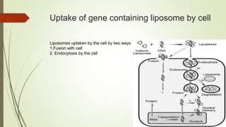 Liposomal gene delivery | PPTX