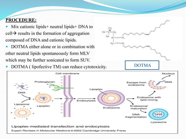 Liposomal gene delivery system | PPTX