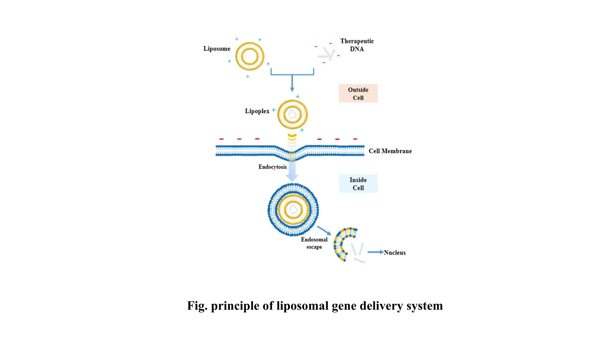 LIPOSOMAL GENE DELIVERY SYSTEM ( MOLECULAR PHARMACEUTICS) | PPT
