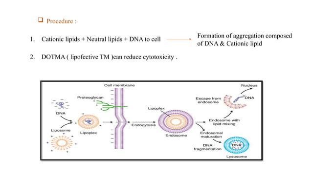 LIPOSOMAL GENE DELIVERY SYSTEM ( MOLECULAR PHARMACEUTICS) | PPT
