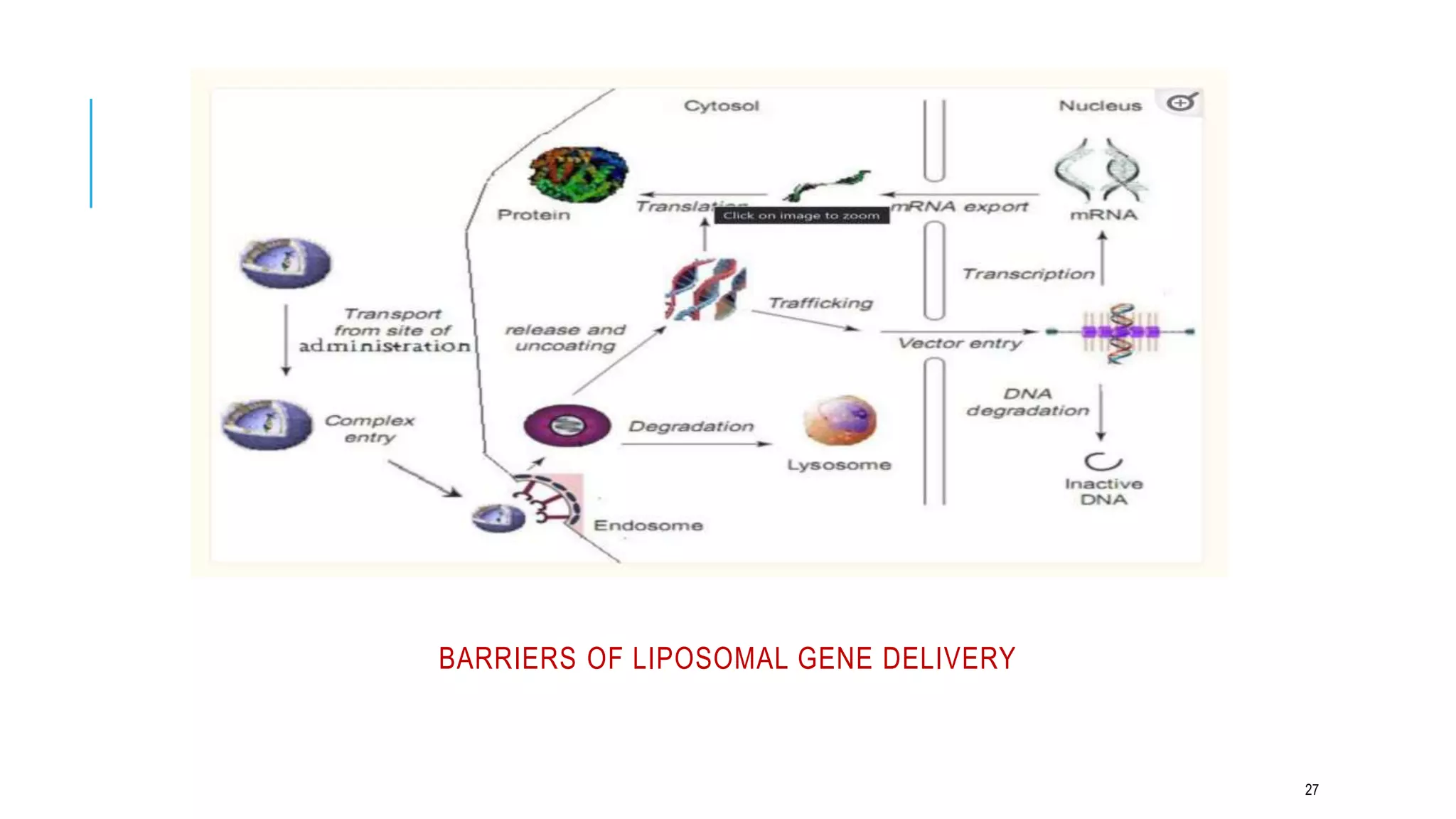 liposomal gene delivery updated.pptx