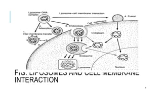 liposomal gene delivery updated.pptx