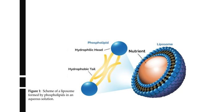 Liposomes | PPTX