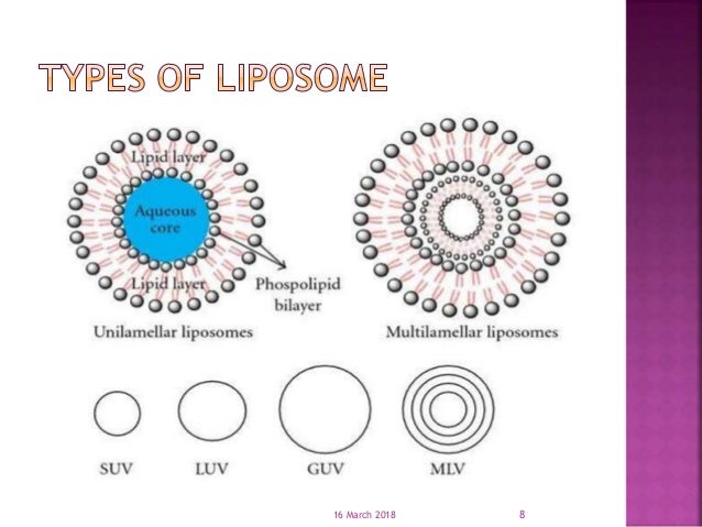 Liposome And Niosome