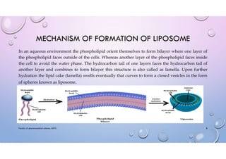 Liposome | PDF