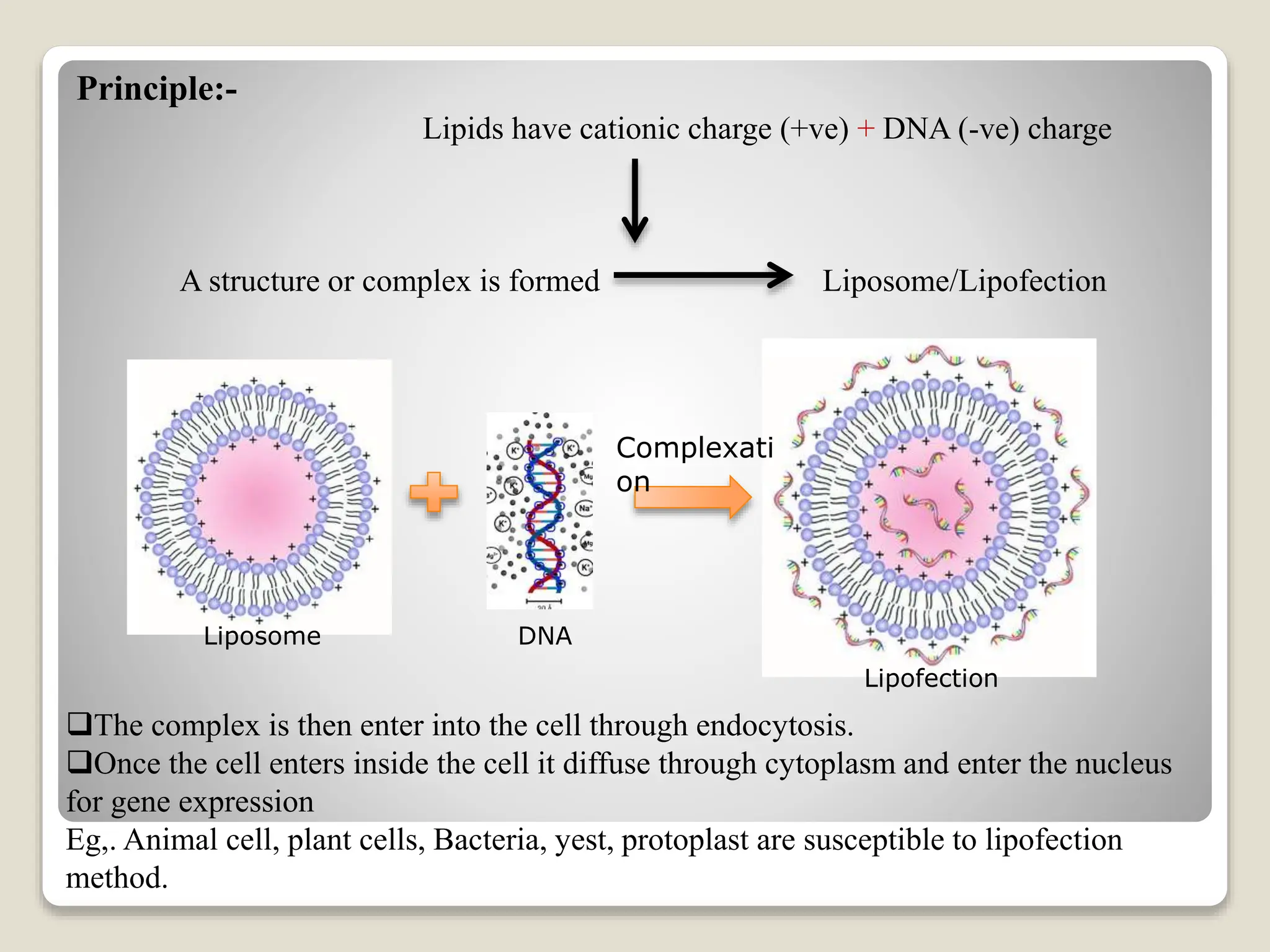 Liposomal Gene Delivery Systems.....pptx