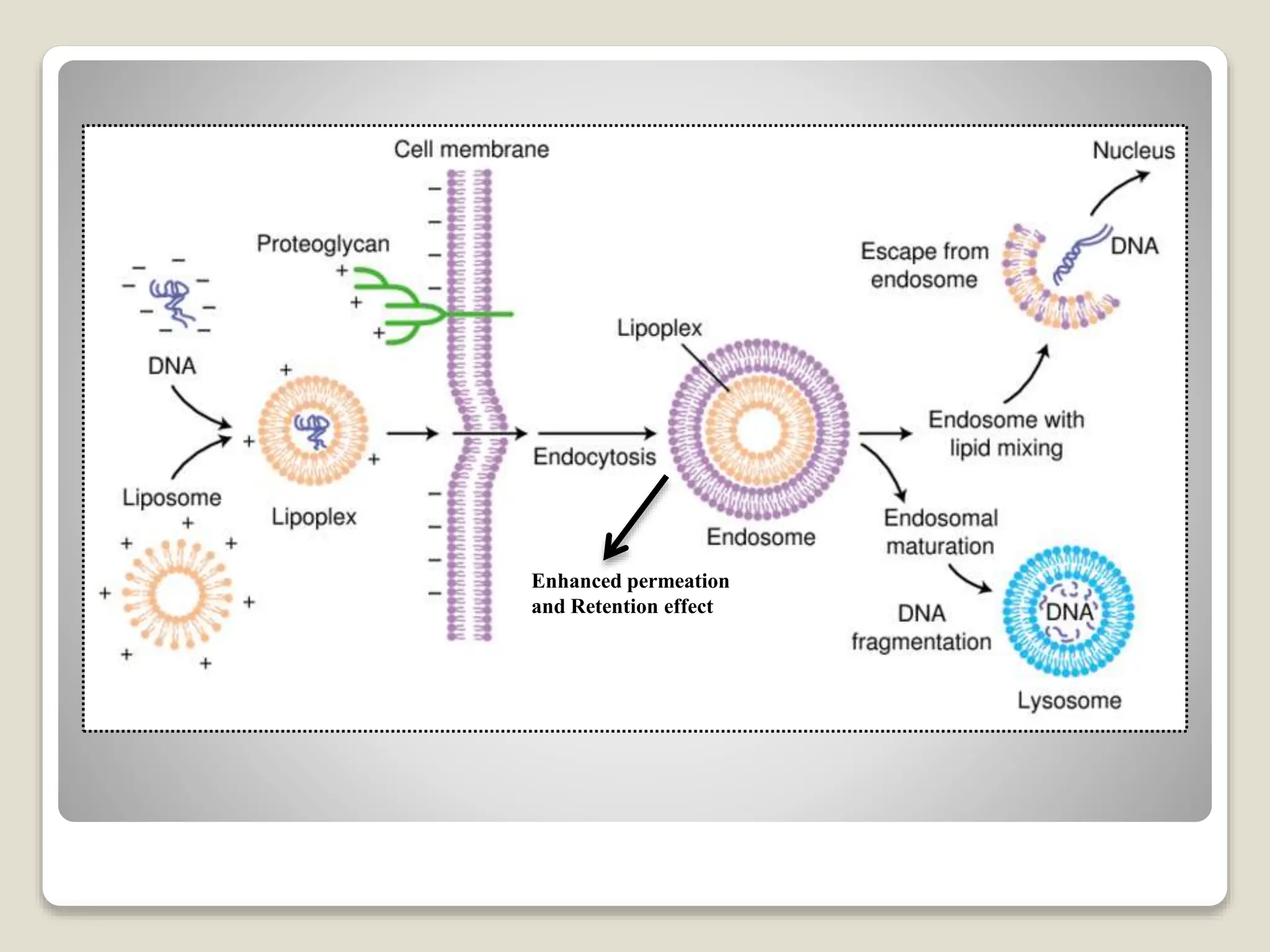 Liposomal Gene Delivery Systems.....pptx